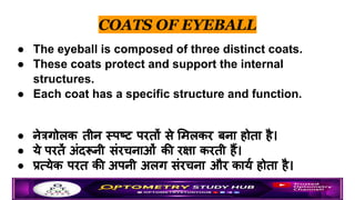 EYE 👁️ ANATOMY Optometry Notes (1).pdf
