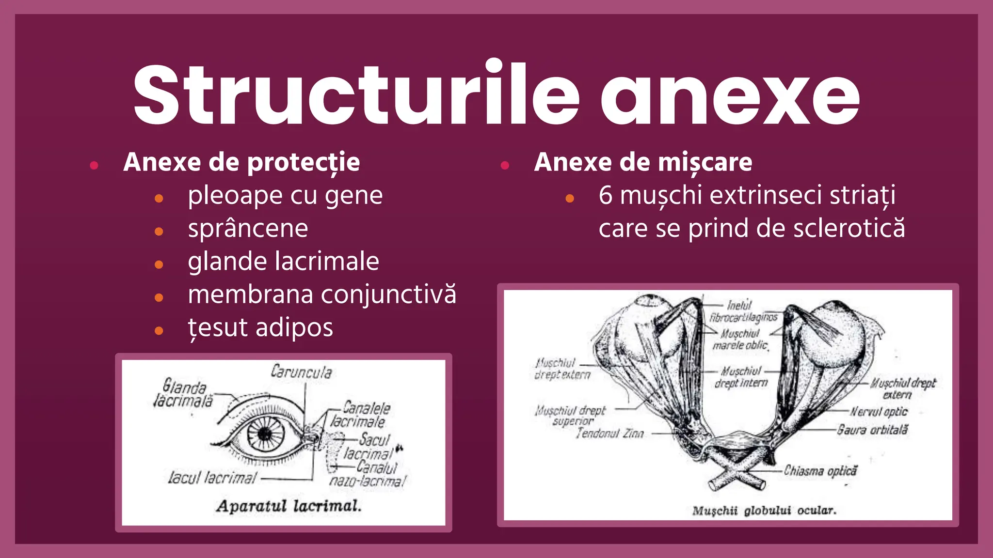 Eye Anatomy minitheme presentation template | PPTX