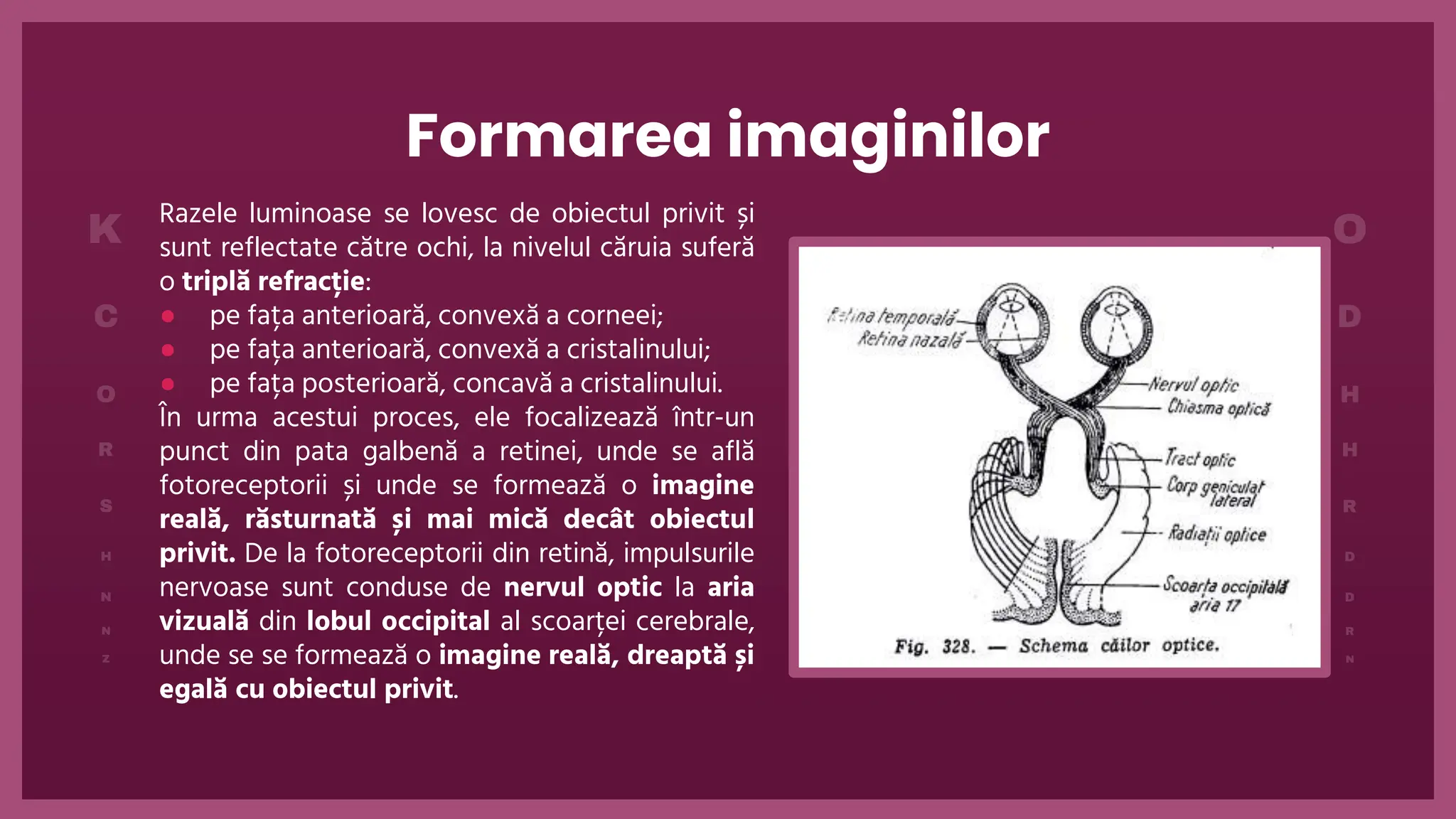 Eye Anatomy minitheme presentation template | PPTX