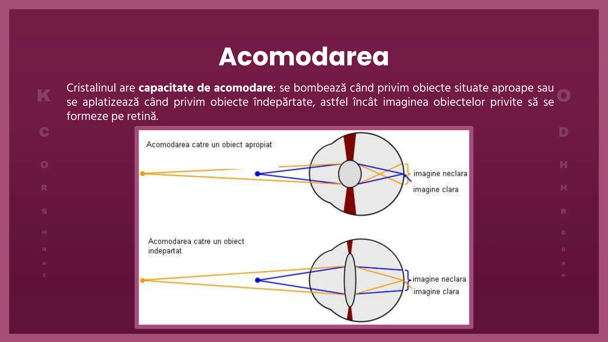 Eye Anatomy minitheme presentation template | PPTX