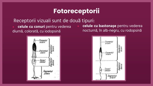Eye Anatomy minitheme presentation template | PPT