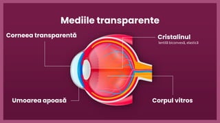Eye Anatomy minitheme presentation template | PPTX