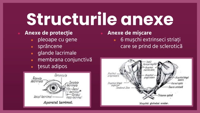 Eye Anatomy minitheme presentation template | PPT