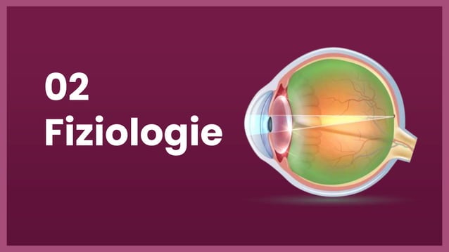 Eye Anatomy minitheme presentation template | PPT