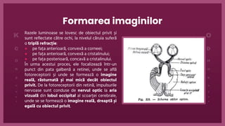 Eye Anatomy minitheme presentation template | PPT