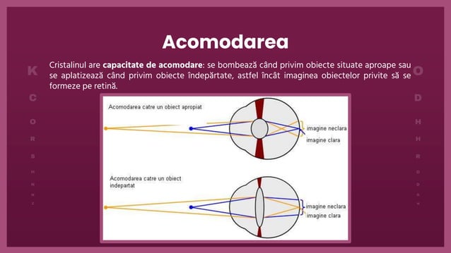 Eye Anatomy minitheme presentation template | PPT