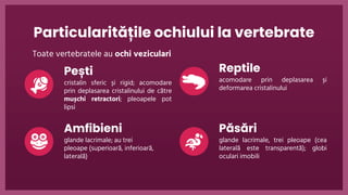 Eye Anatomy minitheme presentation template | PPT