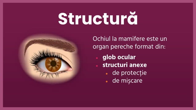 Eye Anatomy minitheme presentation template | PPT