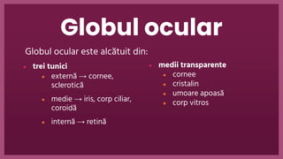 Eye Anatomy minitheme presentation template | PPT