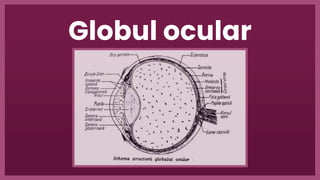 Eye Anatomy minitheme presentation template | PPT