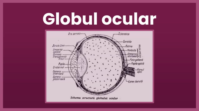 Eye Anatomy minitheme presentation template | PPT
