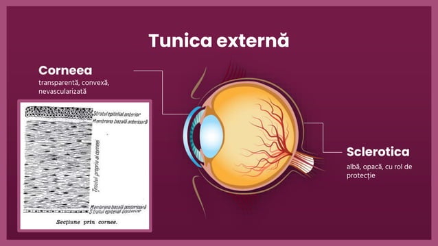 Eye Anatomy minitheme presentation template | PPT