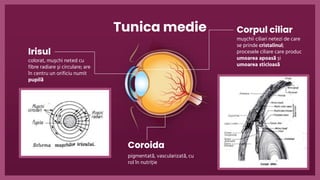 Eye Anatomy minitheme presentation template | PPT