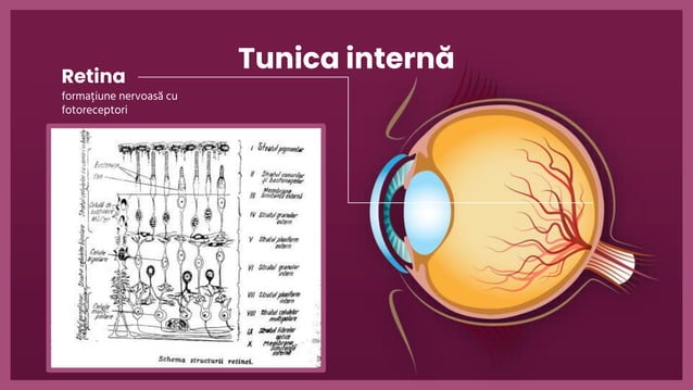 Eye Anatomy minitheme presentation template | PPT