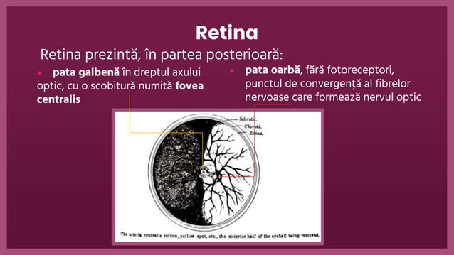 Eye Anatomy minitheme presentation template | PPT