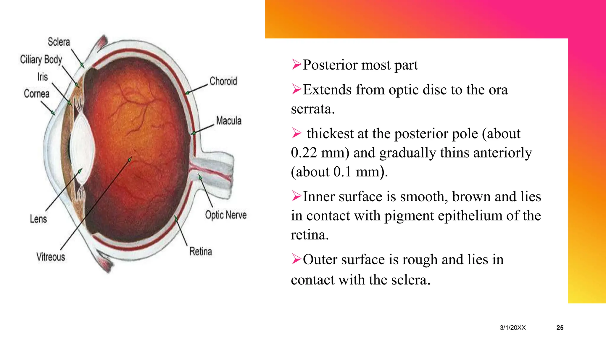 anatomy of uveal tract.pptx