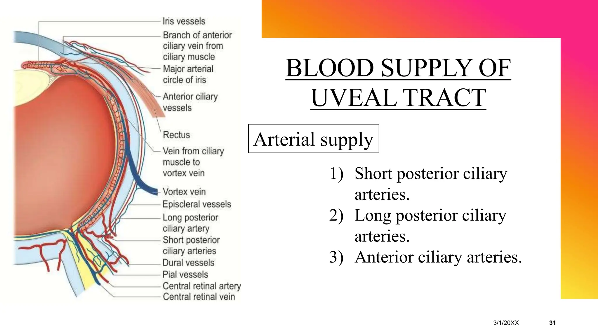 anatomy of uveal tract.pptx