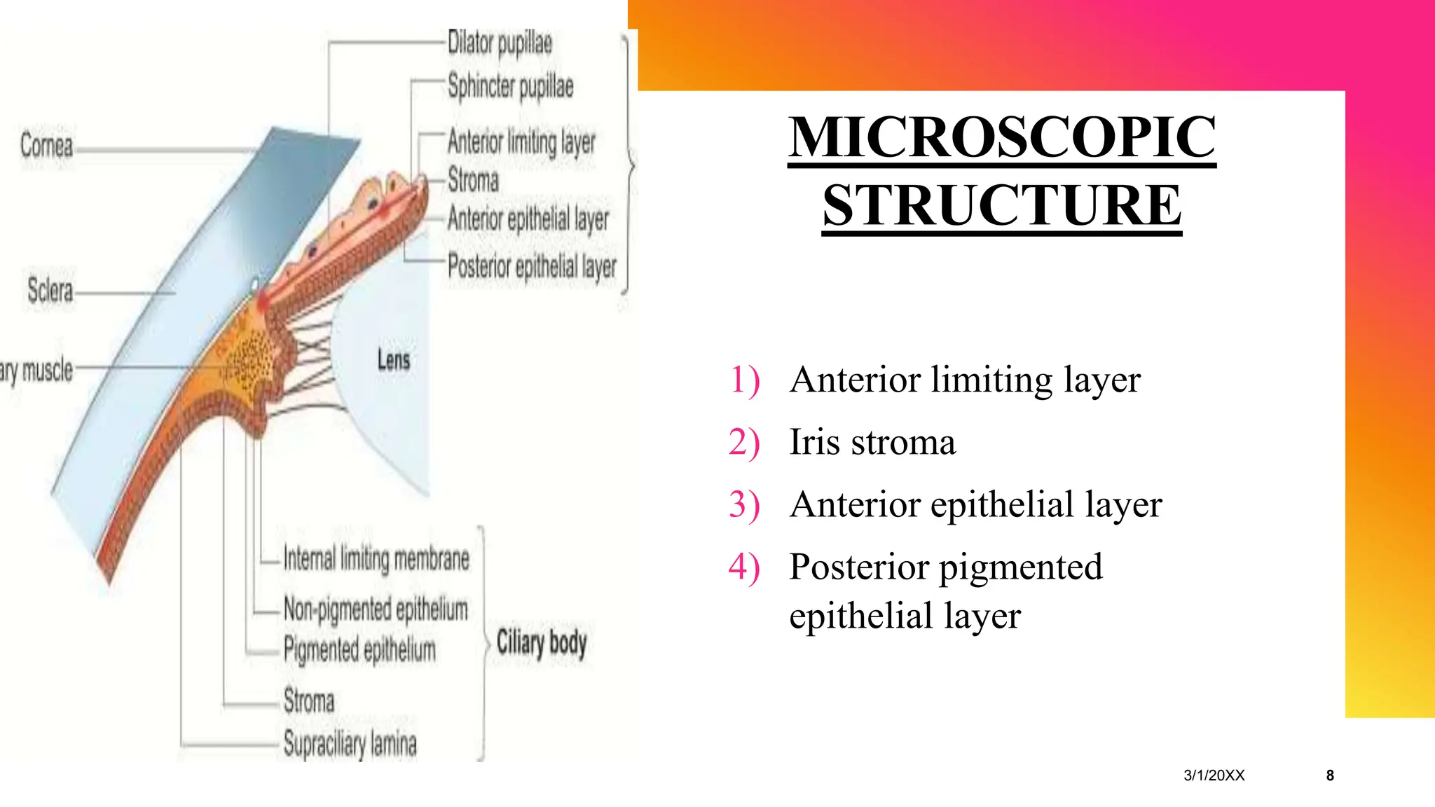 anatomy of uveal tract.pptx