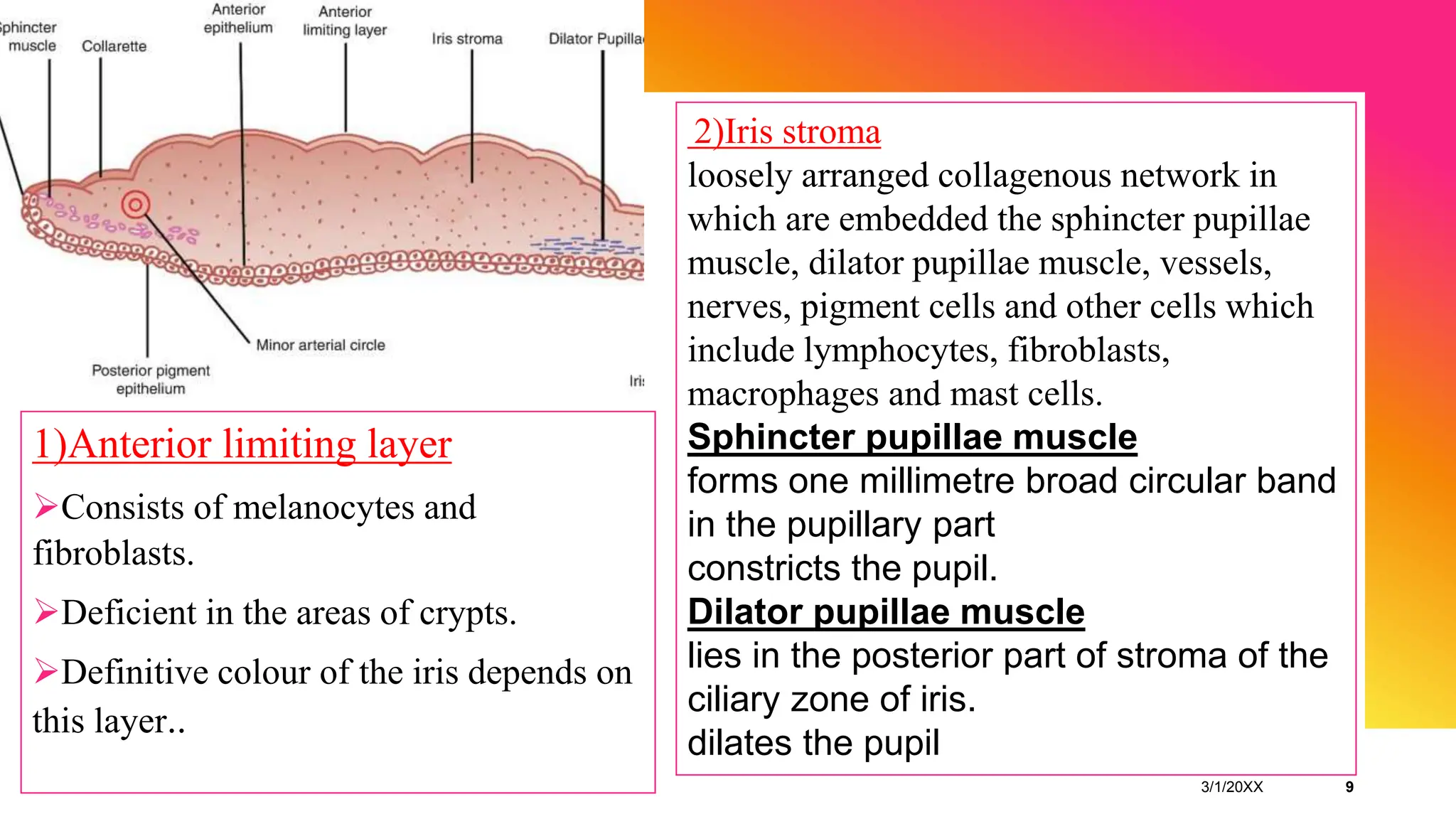 anatomy of uveal tract.pptx