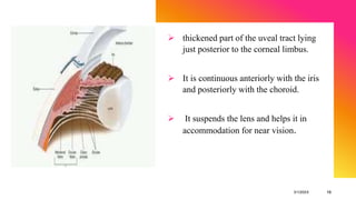 anatomy of uveal tract.pptx