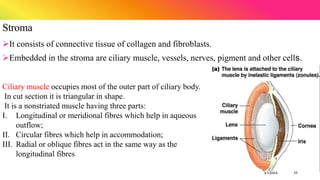 anatomy of uveal tract.pptx