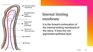anatomy of uveal tract.pptx