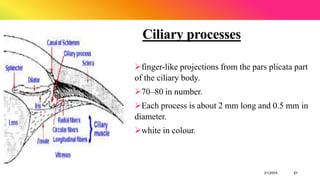 anatomy of uveal tract.pptx