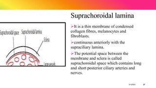 anatomy of uveal tract.pptx