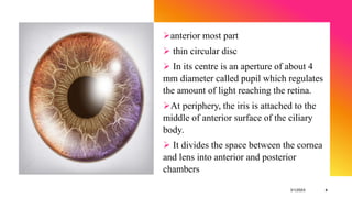 anatomy of uveal tract.pptx