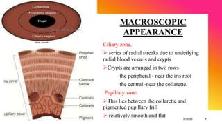 anatomy of uveal tract.pptx