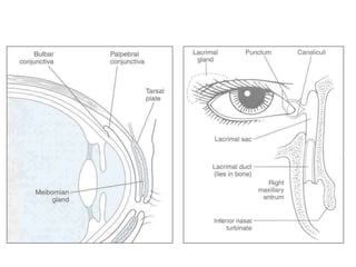 Eye and ear infections microbiology and medicine.ppt | Ear, Nose and ...