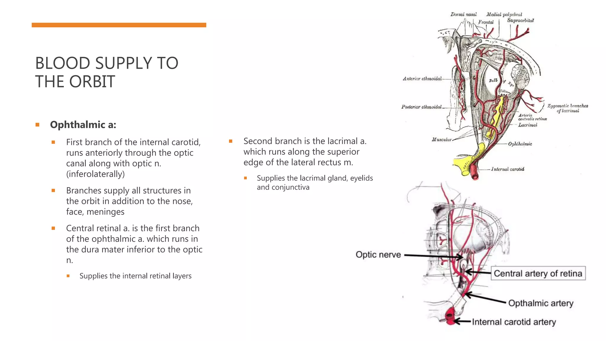 Eye and orbit revision ppt | PPTX
