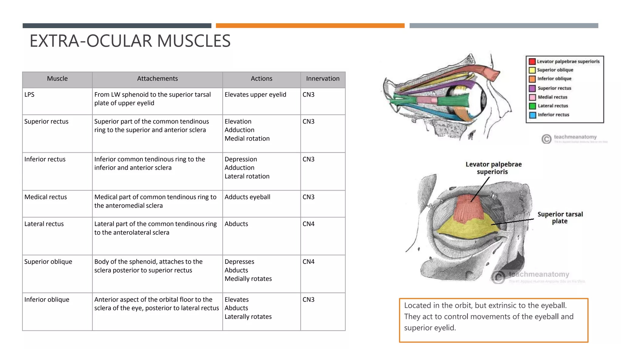 Eye and orbit revision ppt | PPTX
