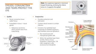 Eye and orbit revision ppt | PPTX
