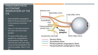 Eye and orbit revision ppt | PPTX