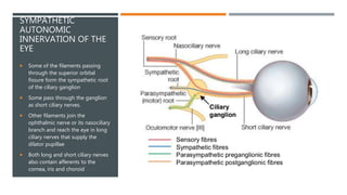 Eye and orbit revision ppt | PPTX