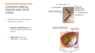Eye and orbit revision ppt | PPTX
