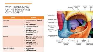 Eye and orbit revision ppt | PPTX