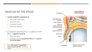 Eye and orbit revision ppt | PPTX