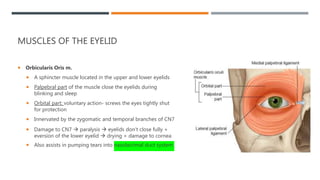 Eye and orbit revision ppt | PPTX