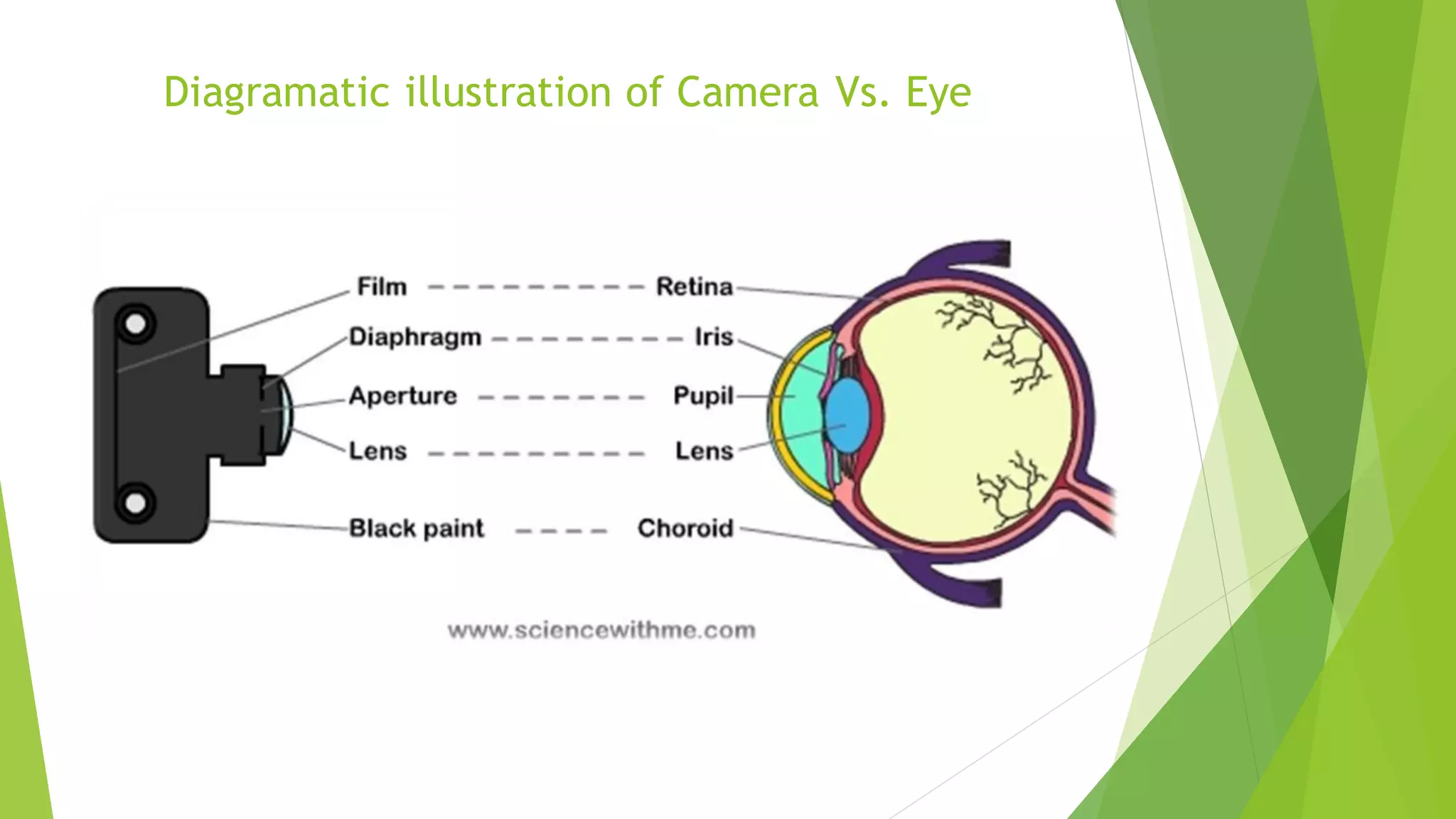 Eye as an optical system. | PDF