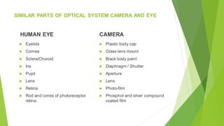 Eye as an optical system. | PDF