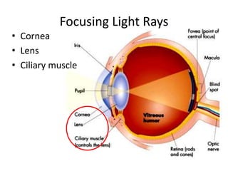 eye disorder | PPTX
