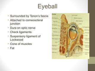 Eyeball | PPT