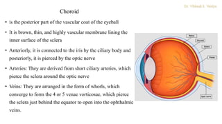 Eye ball.pptx