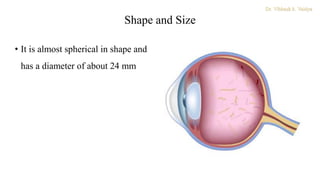 Eye ball.pptx