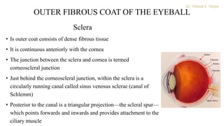 Eye Sclera Of The Ball