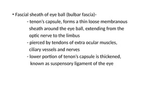ANATOMY OF THE EYEBALL..............pptx