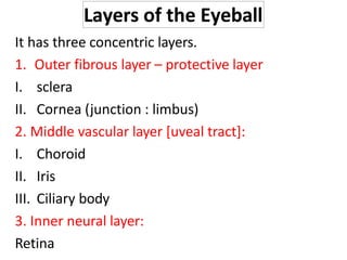 eye ball anat.pptx