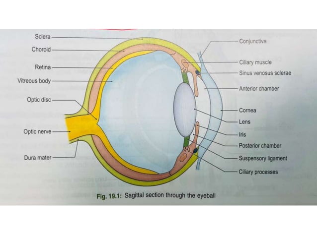 eye ball anat.pptx